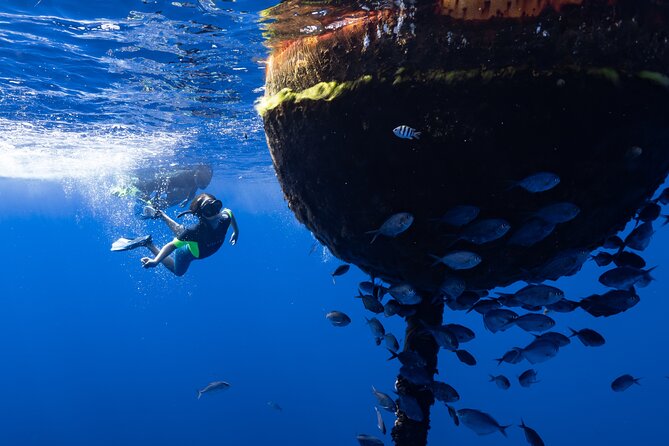 Offshore Safari Adventure in Kona with Underwater Videos - Practical Aspects and Pricing Analysis