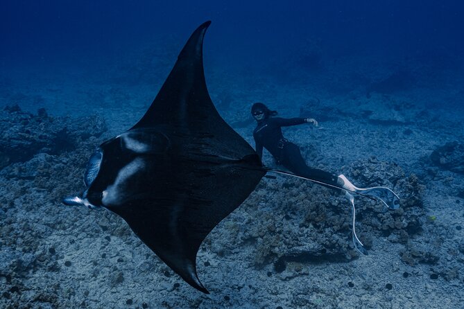 Offshore Safari Adventure in Kona with Underwater Videos - The Sum Up: A Relaxed, Authentic Marine Experience