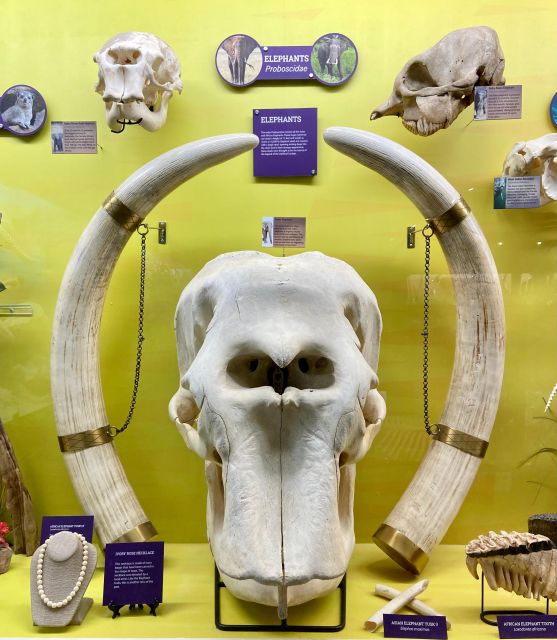 Oklahoma City: SKELETONS: Museum of Osteology Ticket - Detailed Review of Oklahoma City’s SKELETONS: Museum of Osteology