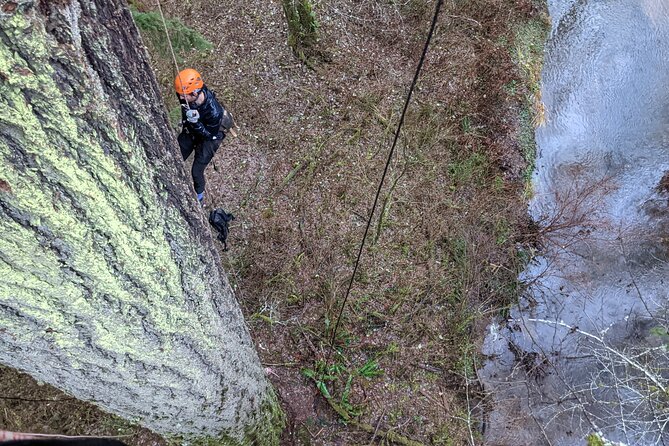 Old-Growth Tree Climbing at Silver Falls State Park - The Climbing Process