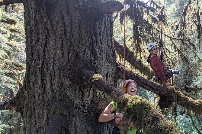 Old-Growth Tree Climbing at Silver Falls State Park - Weather and Cancellation Policy