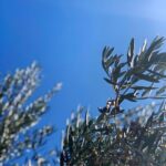 Olive Oil, Cheese, and Wine Tasting with Local Expert - Exploring the Details of the Experience