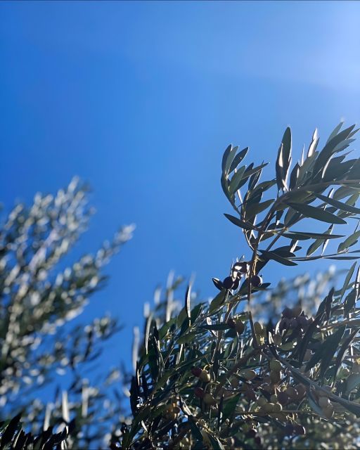 Olive Oil, Cheese, and Wine Tasting with Local Expert - Exploring the Details of the Experience