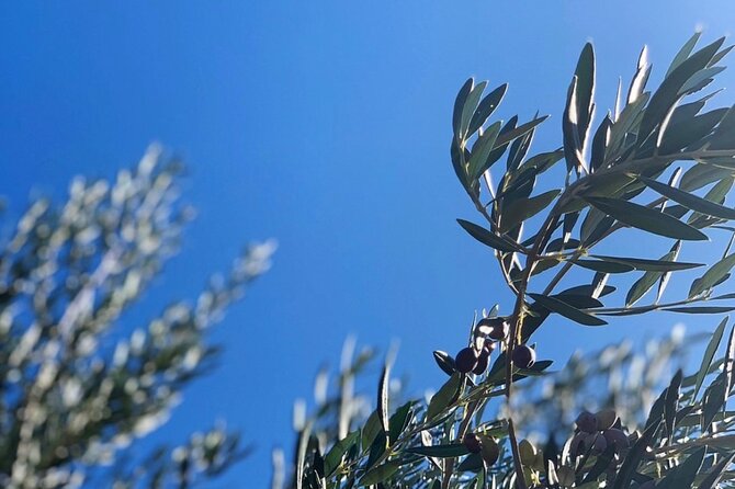 Olive Oil, Cheese, and Wine Tasting with Local Expert - The Farm and Setting