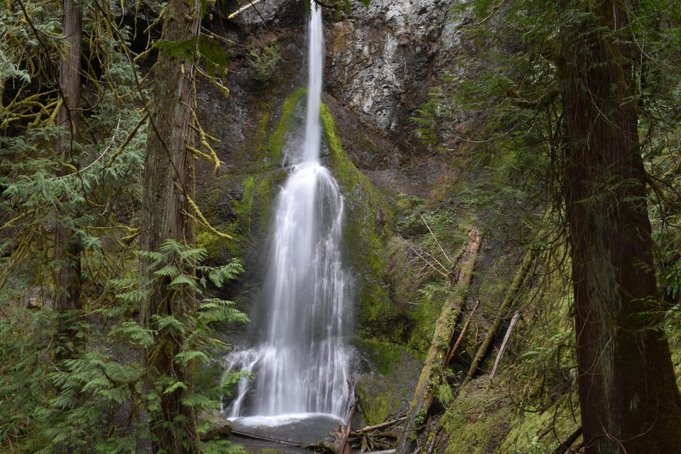 Olympic National Park: Half-Day Tour - Connecting from Seattle