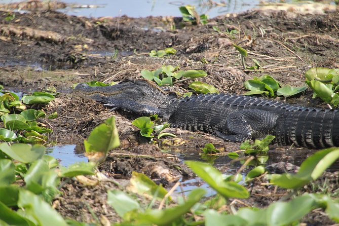One-Hour Airboat Ride Near Orlando - Key Points