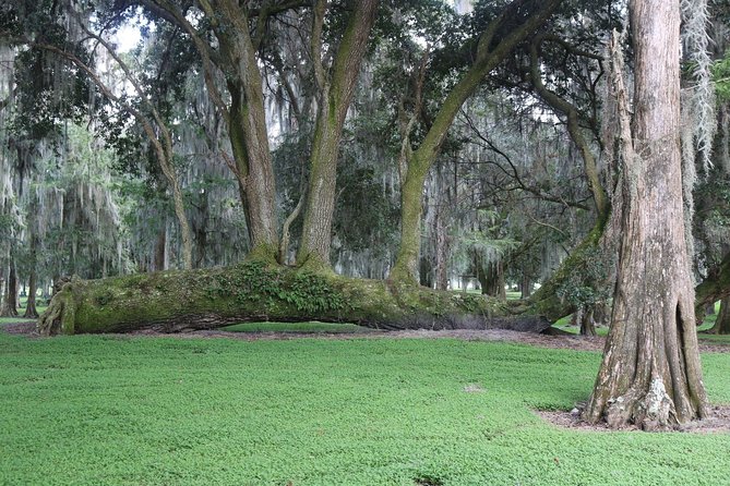 One-Hour Airboat Ride Near Orlando - Who Will Love This Tour?
