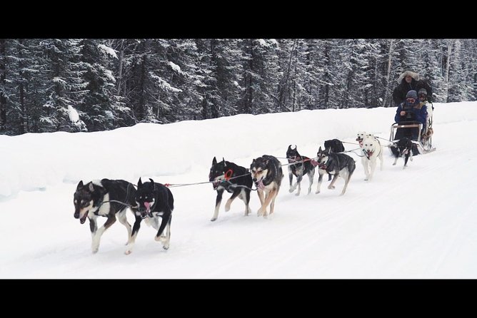 One Hour Experience Dog Sledding - A Closer Look at the Dog Sledding Tour in Fairbanks