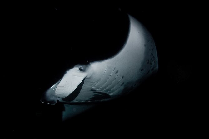 One Tank Manta Night Dive and Snorkel - The Itinerary: What to Expect on the Night