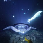 One Tank Manta Night Dive and Snorkel - The Value and Why It’s a Good Investment