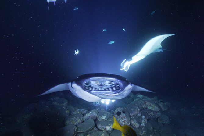 One Tank Manta Night Dive and Snorkel - The Value and Why It’s a Good Investment
