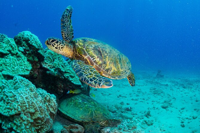 One Tank Scuba Diving in Kauai South Shore Certified Diver Only - An Overview of the Experience