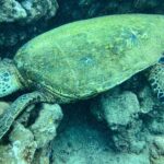 One Tank Scuba Diving in Kauai South Shore Certified Diver Only - The Value of Small Groups and Expert Guidance