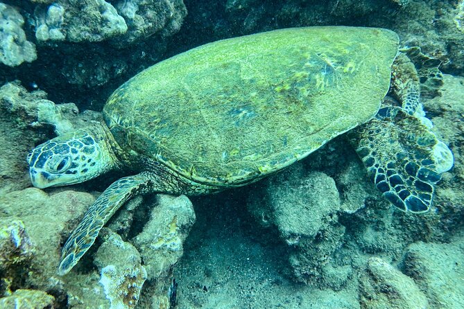 One Tank Scuba Diving in Kauai South Shore Certified Diver Only - The Value of Small Groups and Expert Guidance
