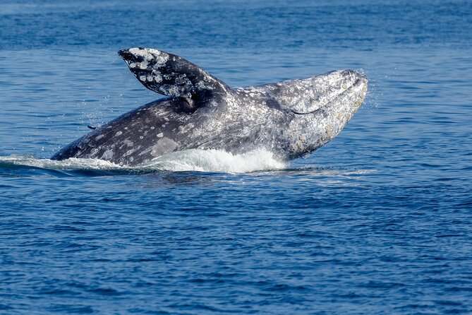Only Wildlife and Whale Watching Tour Leaving from Seattle - A Practical Guide to the Whale-Watching Experience