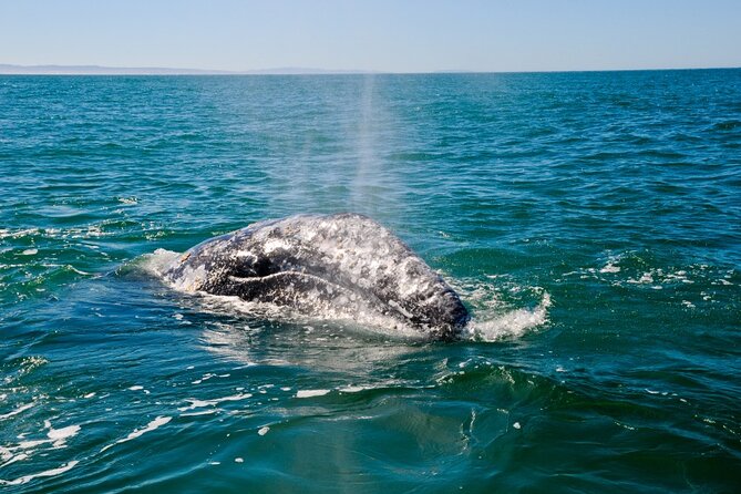Only Wildlife and Whale Watching Tour Leaving from Seattle - Comfort, Value, and Practicalities