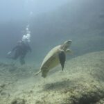 Open Water Scuba Certification - What’s Included and What You’ll Need to Bring