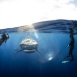 Open Water Shark Dive - Why This Tour Excels