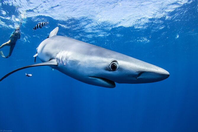 Open Water Shark Dive - Who Should Consider This Experience?
