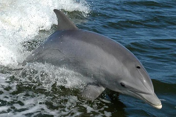 Orange Beach Dolphin Eco Boat Tour - An In-Depth Look at the Tour Experience