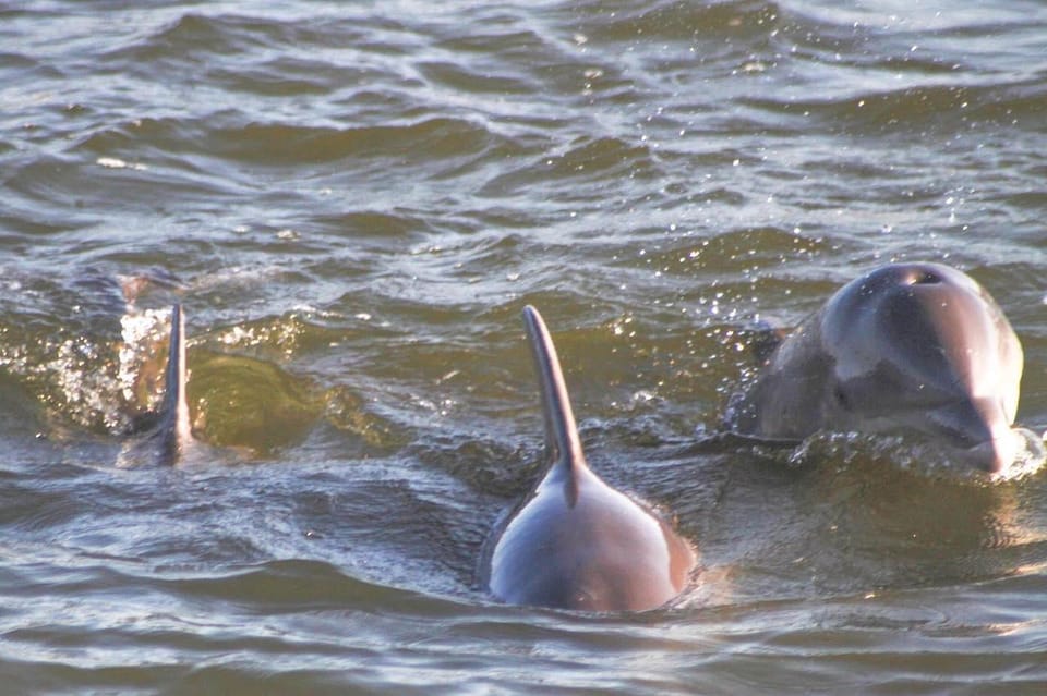Orange Beach: Dolphin Eco Sunset Cruise aboard The Explorer - Who Will Love This Tour?