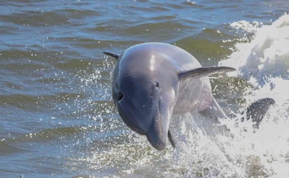 Orange Beach: Dolphin & Sailing Cruise Aboard 52' Catamaran - The Experience: What To Expect on the Dolphin & Sailing Cruise