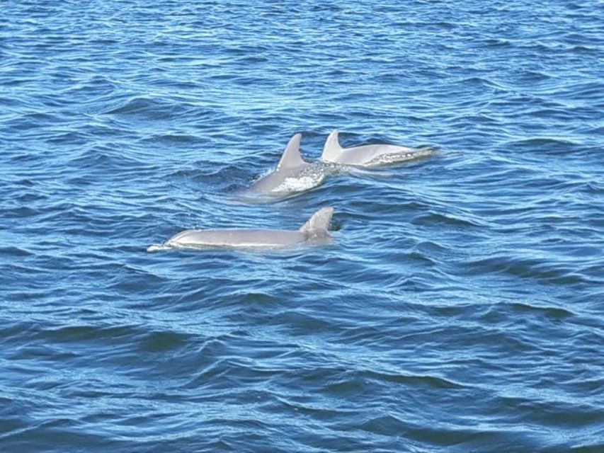 Orange Beach: Dolphin-Watching Eco-Boat Tour - What to Expect During the Tour