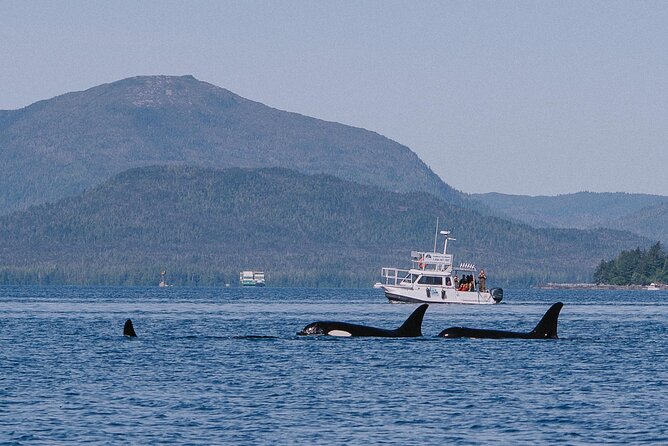 Orca Cove Sea Kayaking - Practical Details and Tips