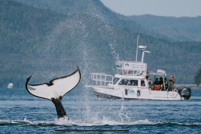 Orca Cove Sea Kayaking - Final Thoughts: Is It Worth It?