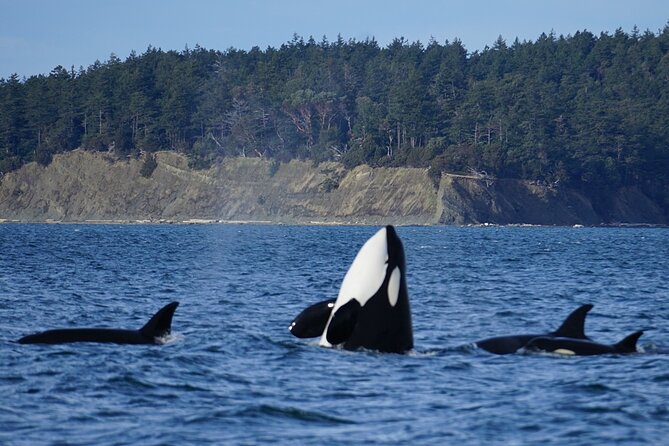 Orca whale tour from Orcas Island - Starting Point & Departure