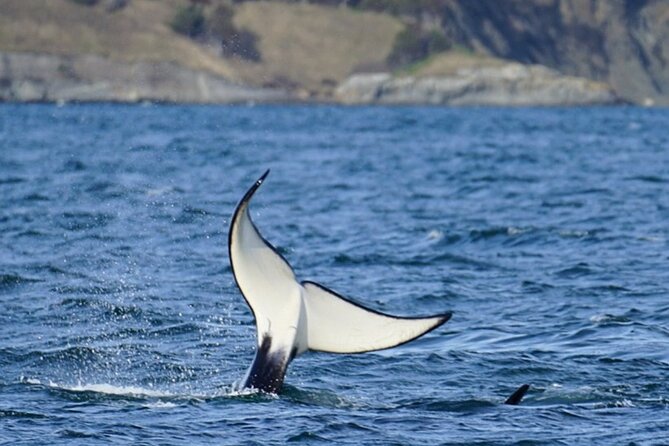 Orca whale tour from Orcas Island - The Focus: Finding the Biggs Killer Whales
