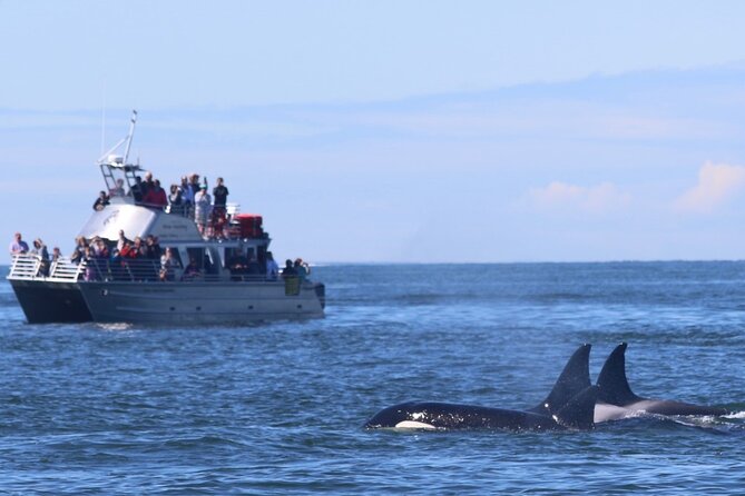 Orca whale tour from Orcas Island - The Onboard Experience