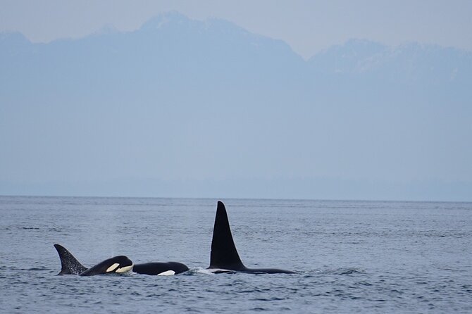 Orca whale tour near Seattle - An In-Depth Look at the Orca Whale Tour