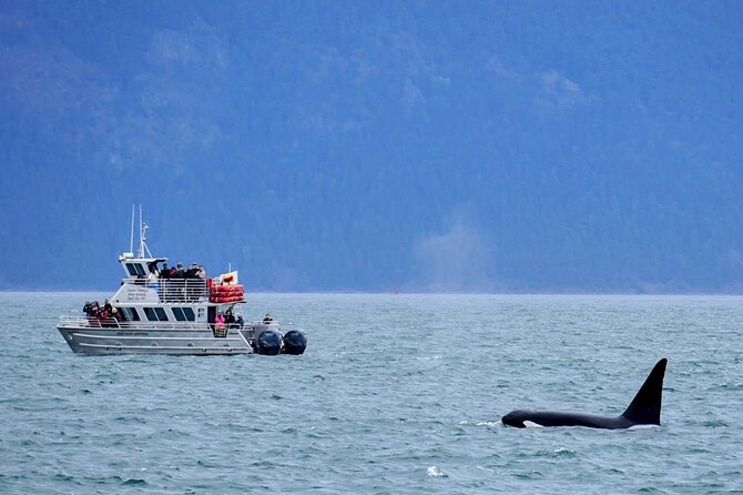 Orca whale tour near Seattle - Who Is This Tour Best Suited For?