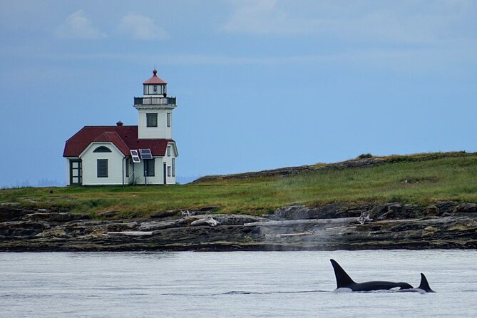 Orca whale tour near Seattle - Final Thoughts