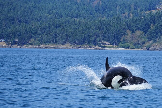 Orca whale tour near Seattle - FAQ