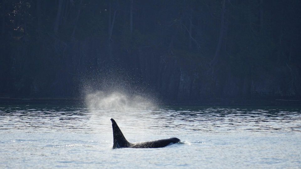 Orcas Island: Orca Whales guaranteed boat tour - Analyzing Value: Is It Worth the Price?