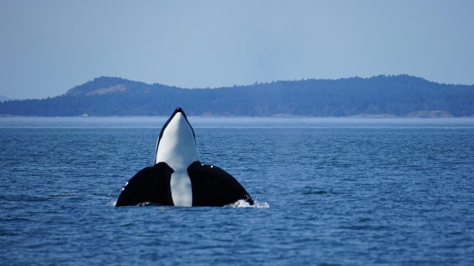 Orcas Island: Orca Whales guaranteed boat tour - The Itinerary in Depth