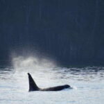 Orcas Island: Whale and Orca Guided Speedboat Tour - The Itinerary Breakdown