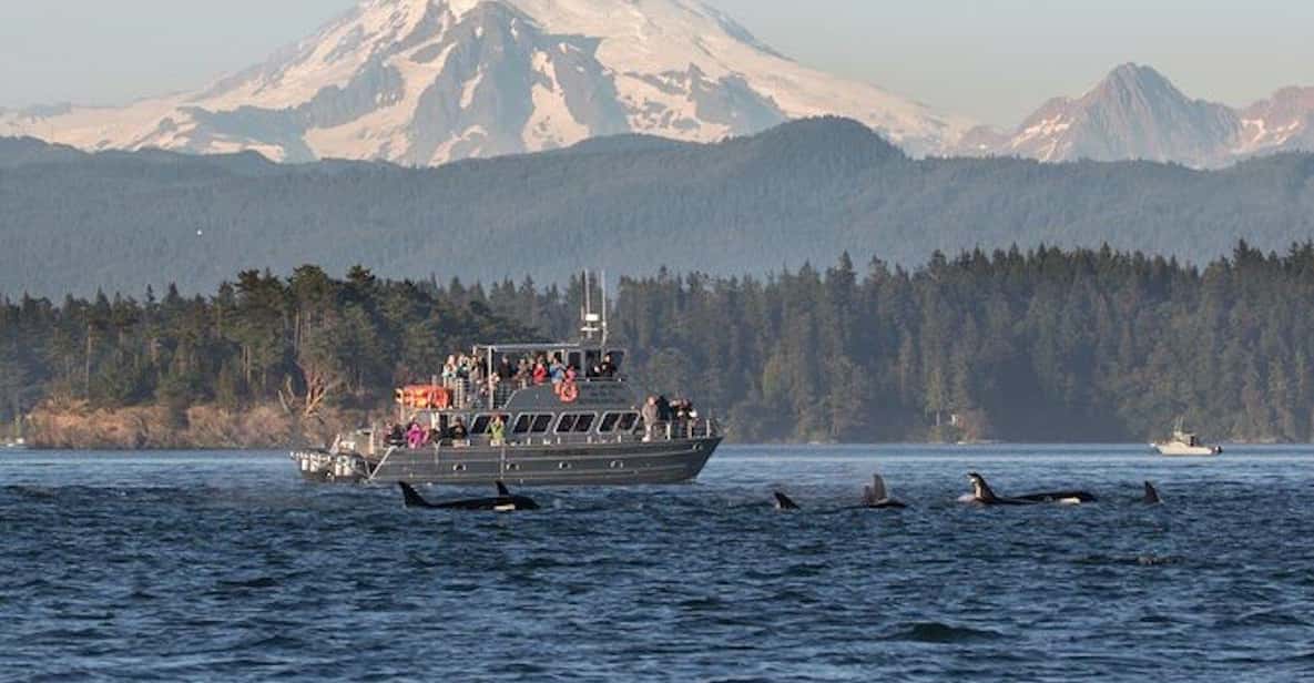 Orcas Island: Whale and Orca Guided Speedboat Tour - The Value for Money