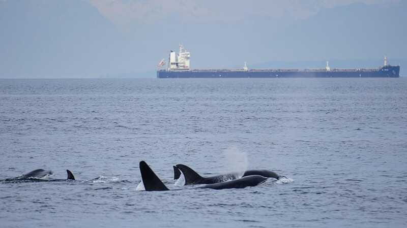 Orcas Island: Whale and Orca Guided Speedboat Tour - The Sum Up