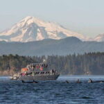Orcas Island: Whale and Orca Guided Speedboat Tour - What Past Participants Say