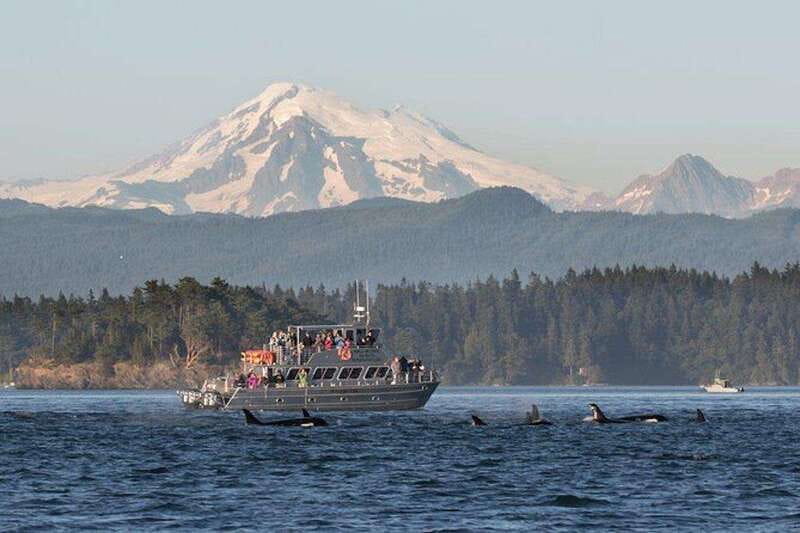 Orcas Island: Whale and Orca Guided Speedboat Tour - What Past Participants Say