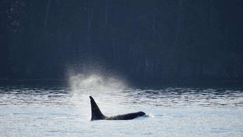 Orcas Island: Whale and Orca Guided Speedboat Tour - Who Should Consider This Tour?