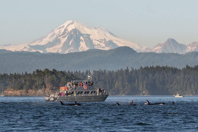 Orcas Island Whale Watching - What Makes Orcas Island Whale Watching Special
