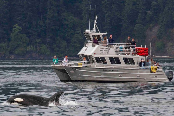 Orcas Island Whale Watching - The Itinerary Breakdown: What to Expect