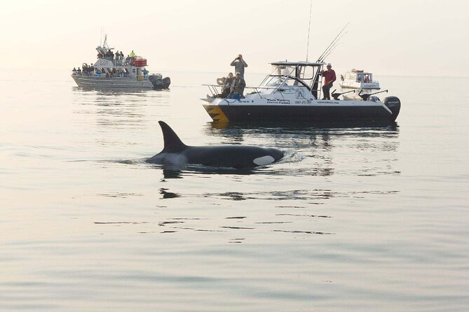 Orcas Island Whale Watching - The Value of the Experience
