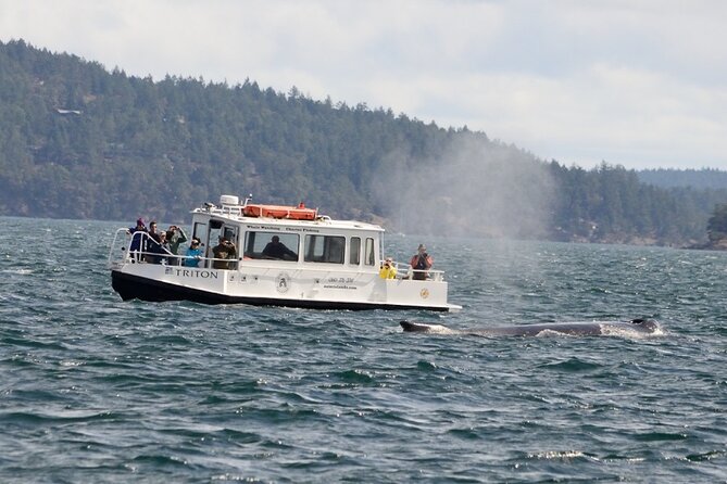 Orcas Island Whale Watching - Accessibility and Practical Tips