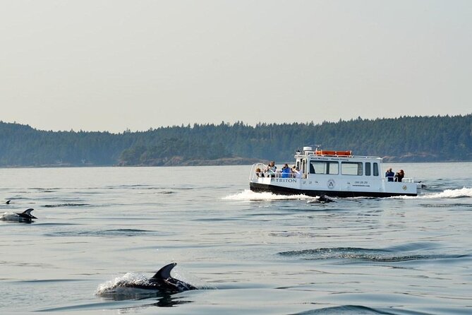 Orcas Island Whale Watching - Frequently Asked Questions