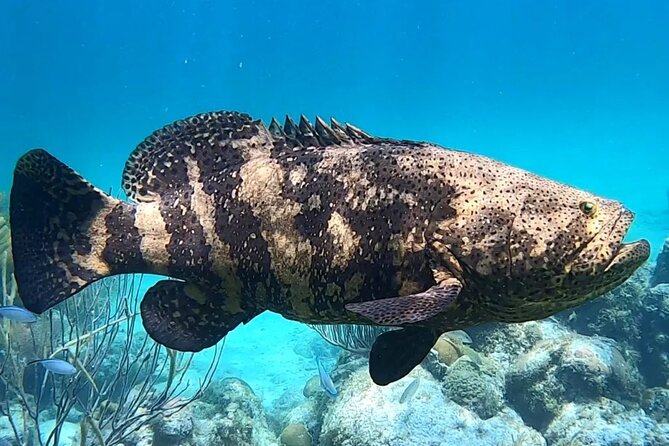 Original Snorkel and Sandbar Combo in Islamorada - A Deep Dive into the Experience  